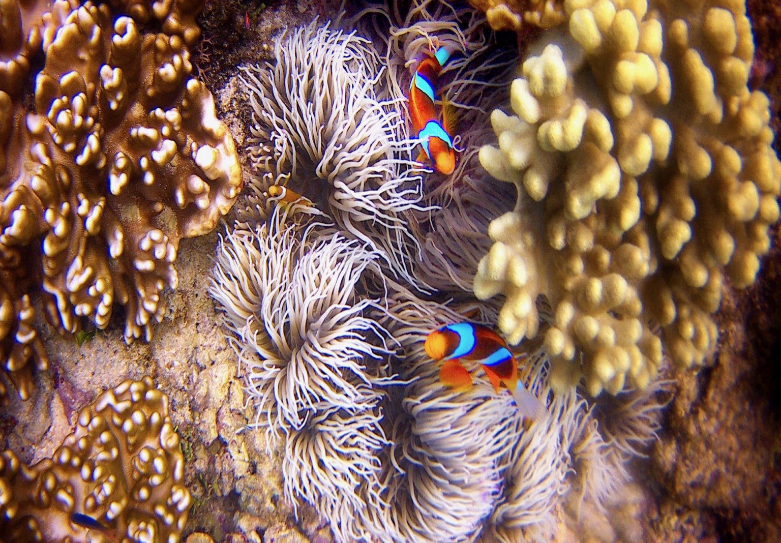 Fishies in the Ocean – Laura and Chris on Tour