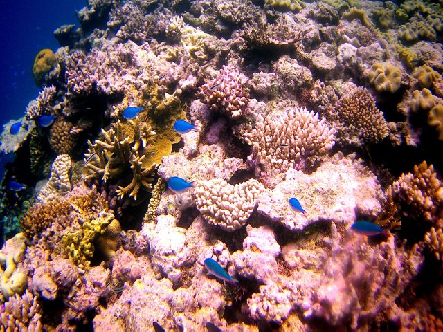 Fishies in the Ocean – Laura and Chris on Tour